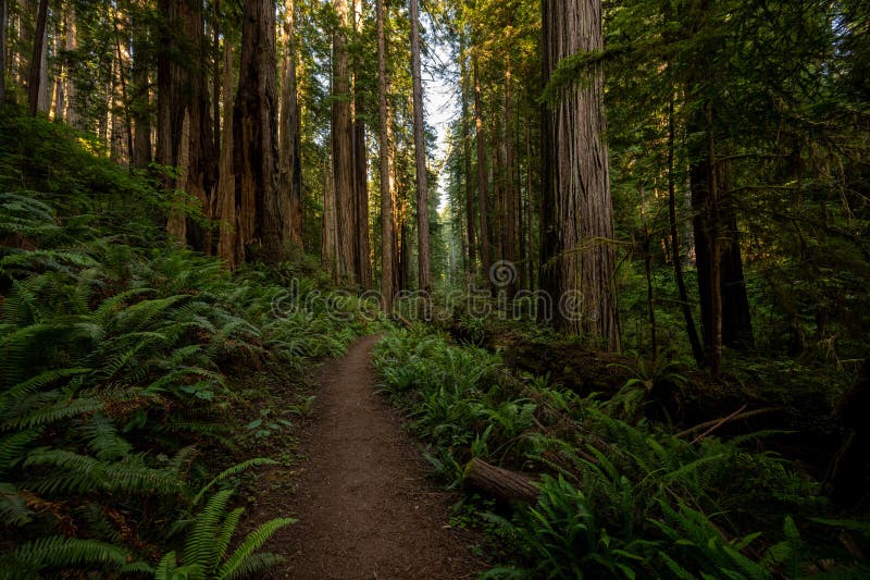 Ferns Line Bend in Trail through Redwood Forest Stock Image - Image of ...