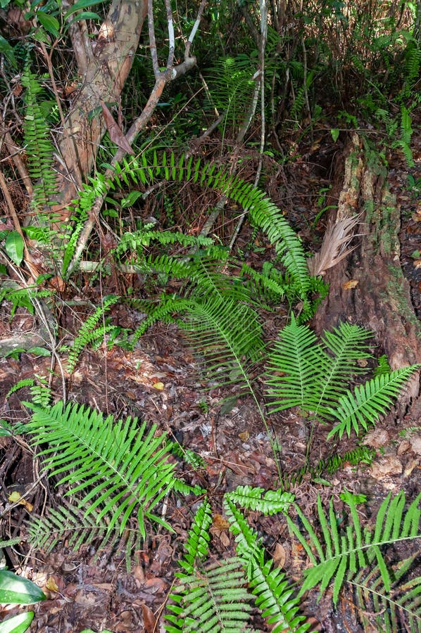 Ferns in a Mangrove Forest in a National Park, Florida Stock Photo ...