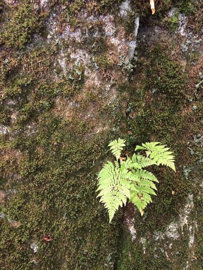 Ferns stock image. Image of outdoors, abstract, rock - 79601583