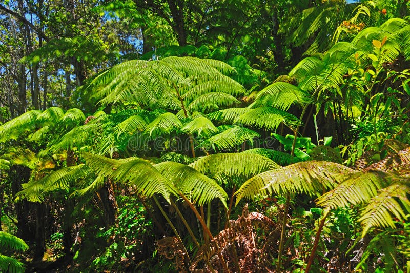 Ferns na floresta húmida foto de stock. Imagem de ecologia - 19259608