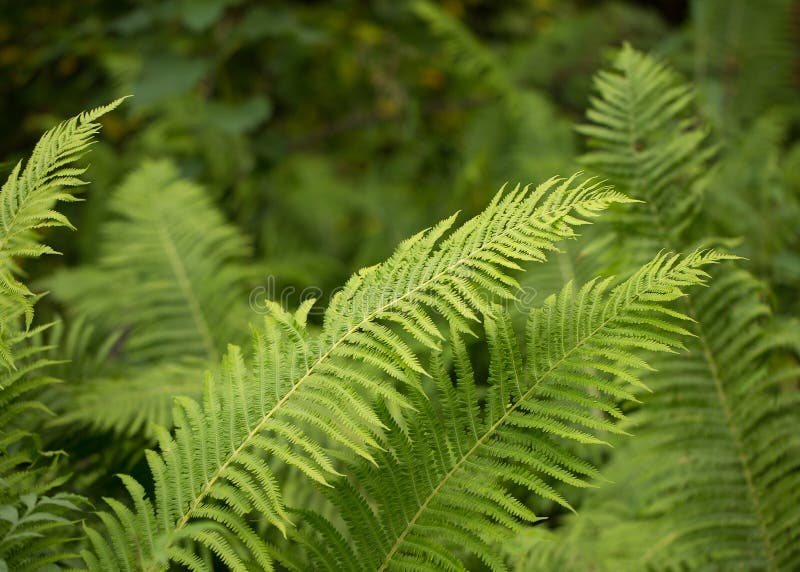 Fern in the forest. stock image. Image of edible, fern - 121875883