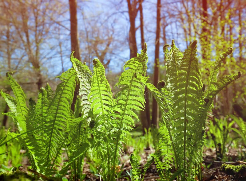 Ferns stock photo. Image of environment, fern, leaf, green - 53130148