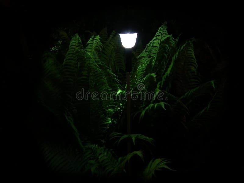 Ferns at night stock photo. Image of dark, night, calm - 118390922
