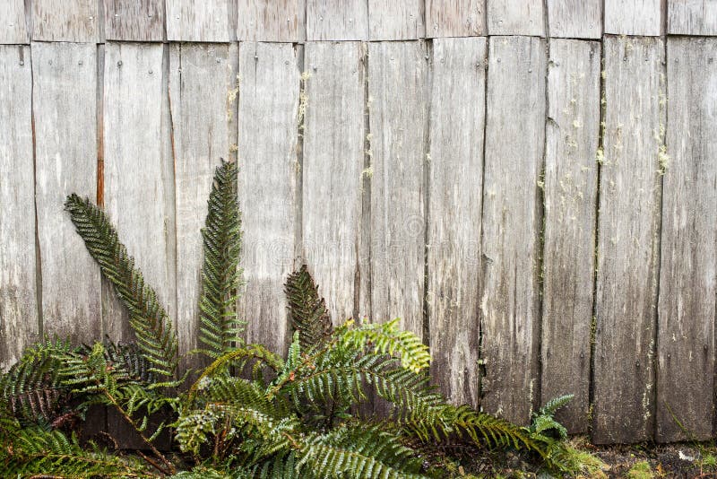 Ferns and old wooden cabin stock image. Image of plants - 38187199