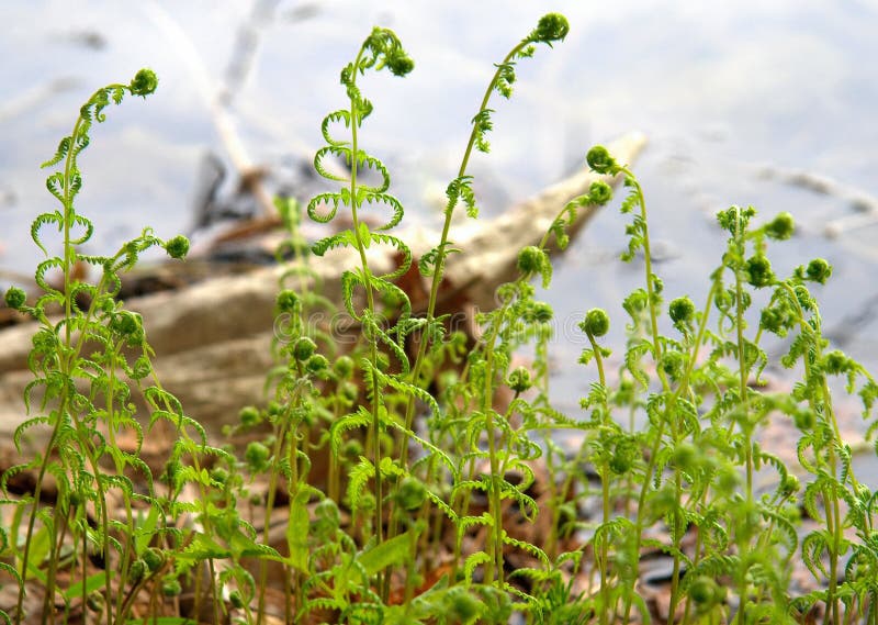 Ferns opening in Spring. stock photo. Image of dainty - 220665194
