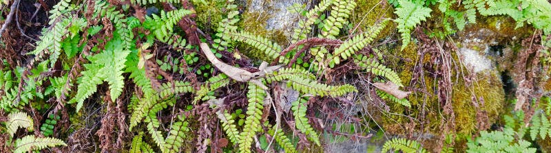 Ferns in panoramic view stock image. Image of garden - 144923903