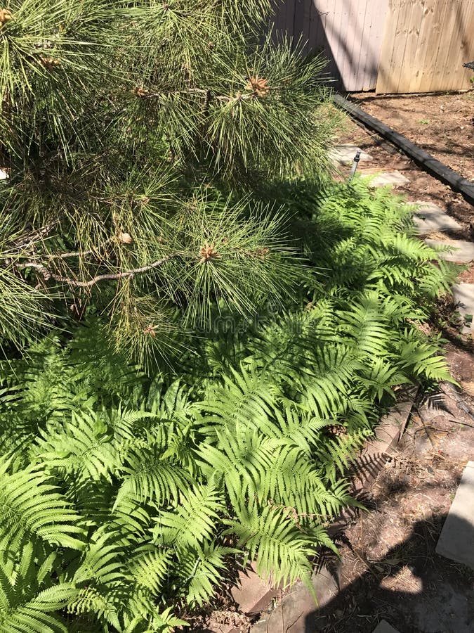 Ferns and Pine Trees in a Tall Old and Wild European Forest Stock Photo ...