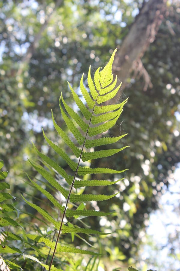 Pteridophyta stock image. Image of life, alternating - 146111655