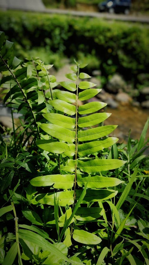 Ferns or Polypodiaceae Grow Abundantly on Riverbanks Stock Photo ...