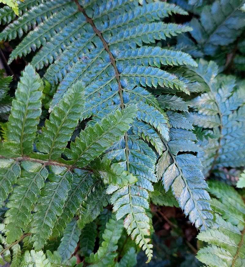 The Ferns, Polypodiopsida are a Group of Vascular Plants Stock Image ...