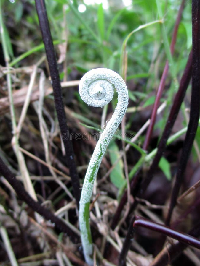 First ferns stock photo. Image of forest, uncurl, opening - 638434