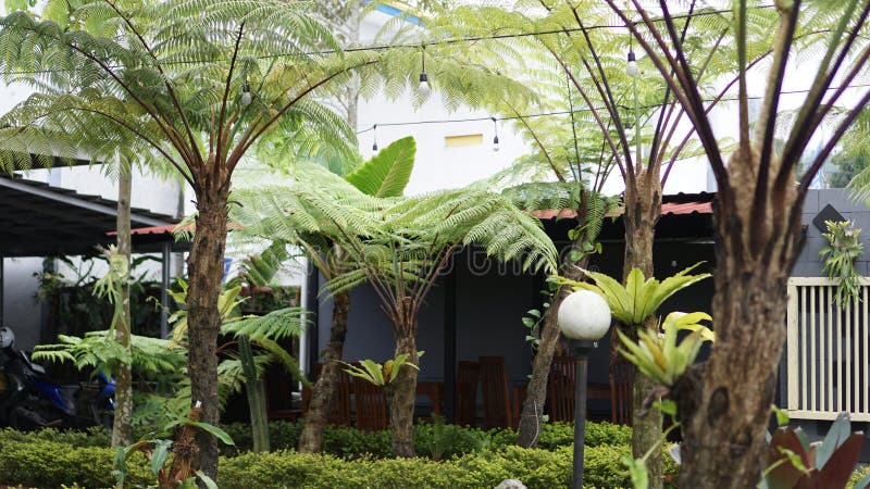 Ferns (Pteridophyta) Tree in the Park Stock Image - Image of beauty ...