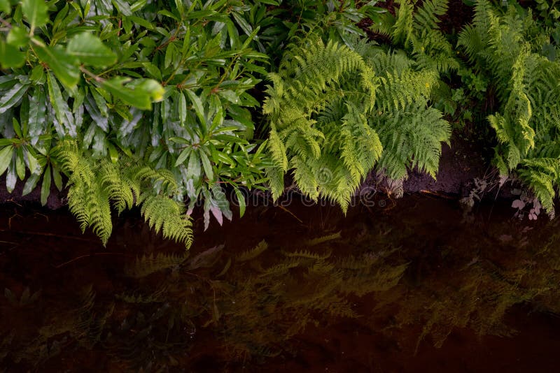 Ferns on riverside stock photo. Image of bank, river - 51371916