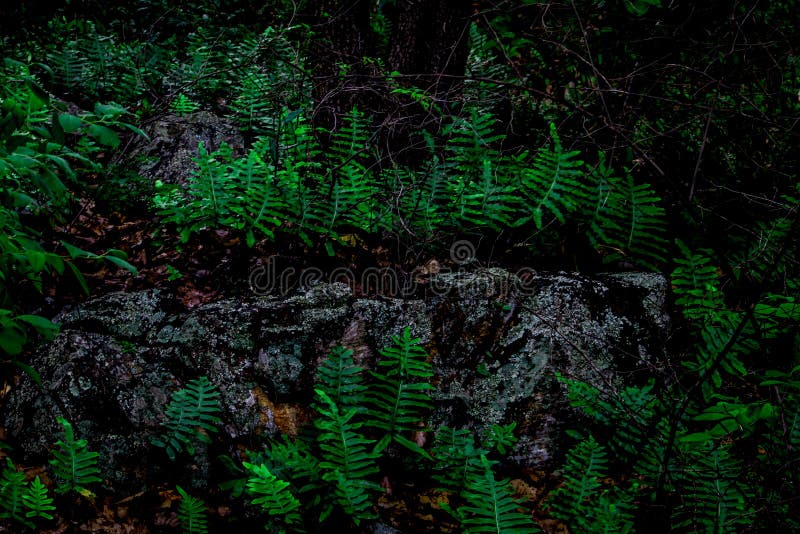 Ferns on the rock stock photo. Image of light, soil - 192830696