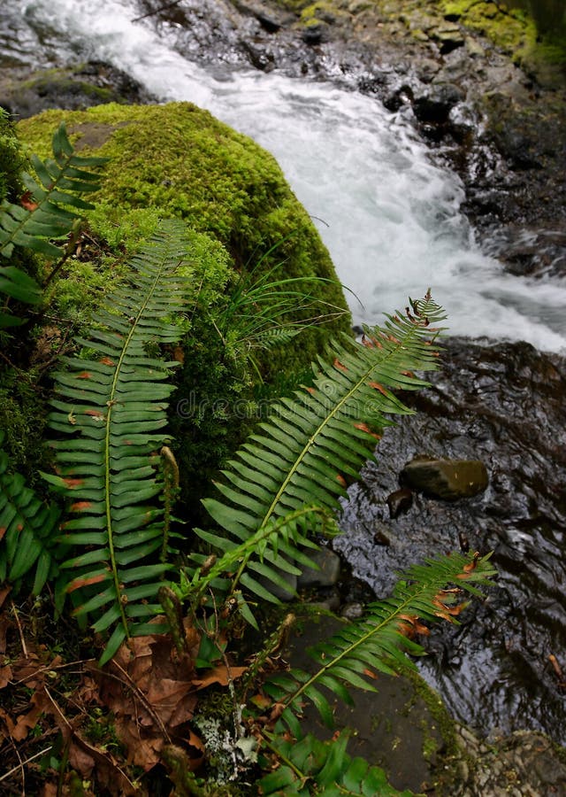 Ferns and Rocks Along a Stream Stock Image - Image of native, rapid ...