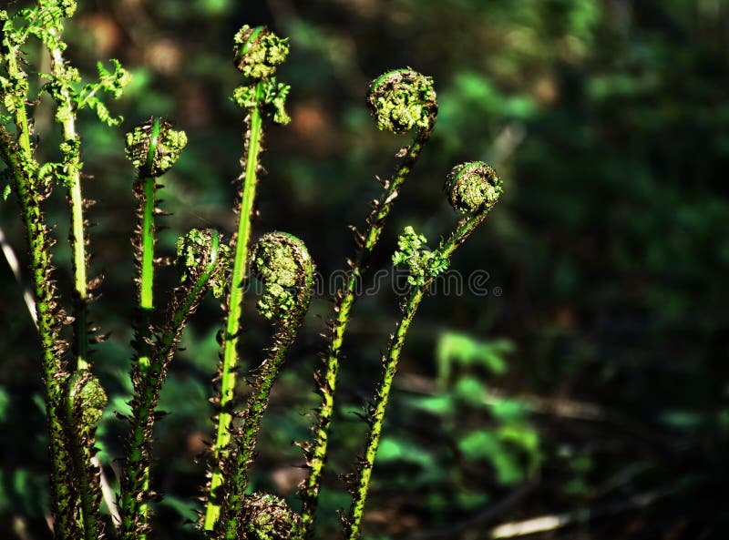Ferns Rolled-up in Dark Forest . Stock Photo - Image of green, common ...