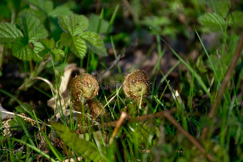 Ferns Rolled-up in Dark Forest . Stock Photo - Image of europe, outdor ...
