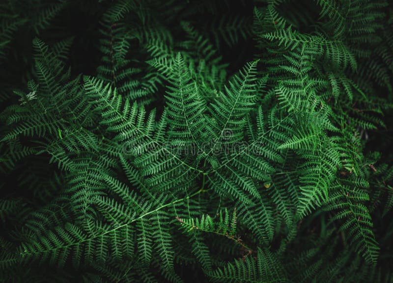 Ferns Seen from Above with a Very Greenish Hue Stock Photo - Image of ...