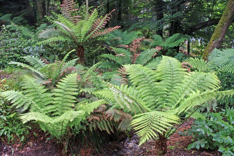 June Lush Ferns stock photo. Image of summer, nature - 14702558