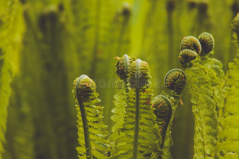 Ferns in spring background stock photo. Image of green - 71955472