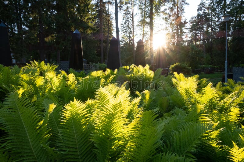 Ferns at sunset stock photo. Image of forest, garden - 212355910
