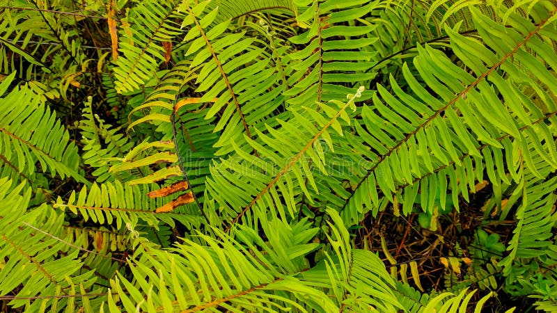 Ferns that Thrive in Tropical Forests. Stock Photo - Image of spruce ...