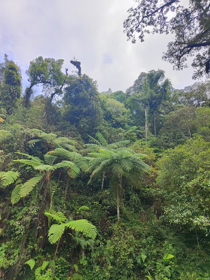 Ferns that Thrive in Tropical Rainforests in Kediri Regency, East Java ...