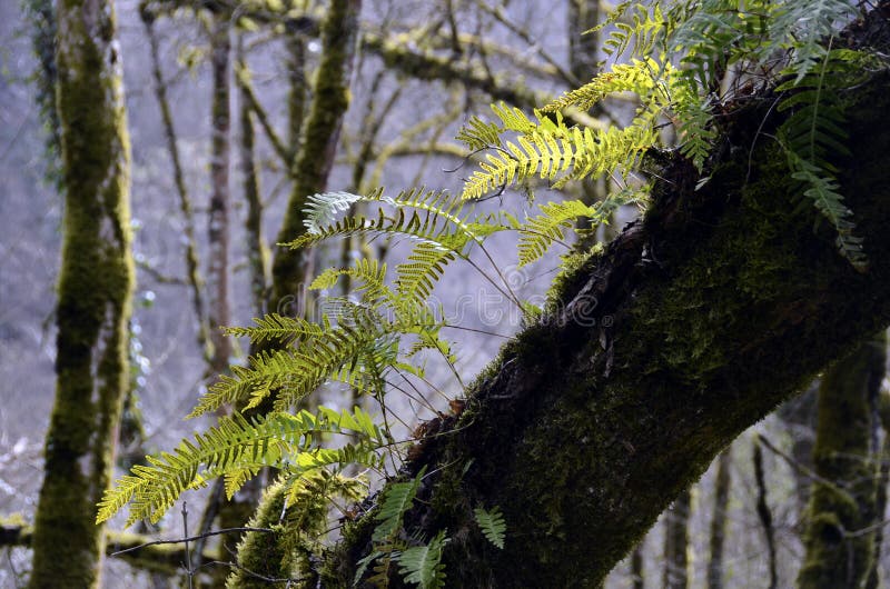 Ferns in Tree Limbs, Northern Georgia Stock Image - Image of photograph ...
