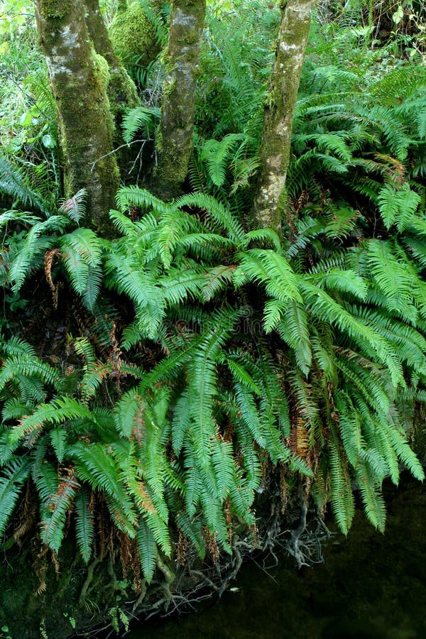 Ferns and trees stock image. Image of green, together, flowing - 349049