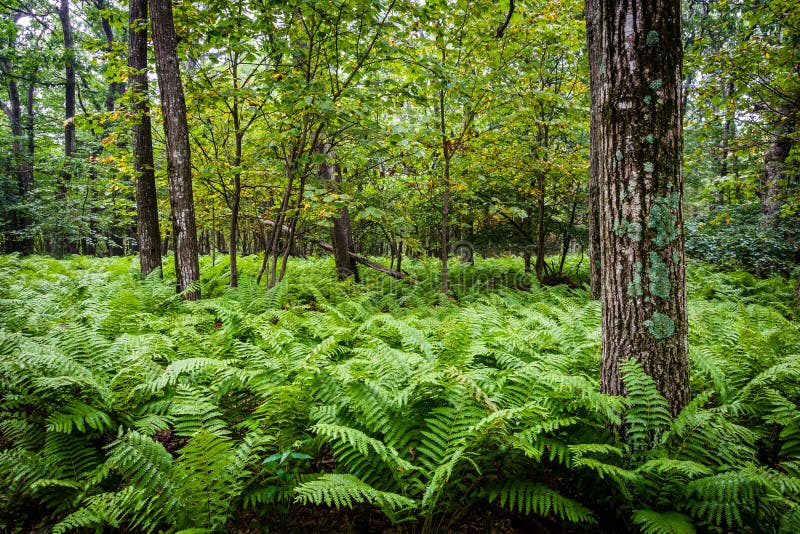 Ferns and Trees in the Forest, in Shenandoah National Park, Virginia ...