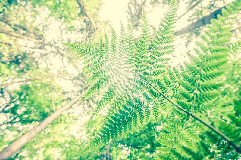 Ferns and trees stock image. Image of natural, rain, lush - 45779991