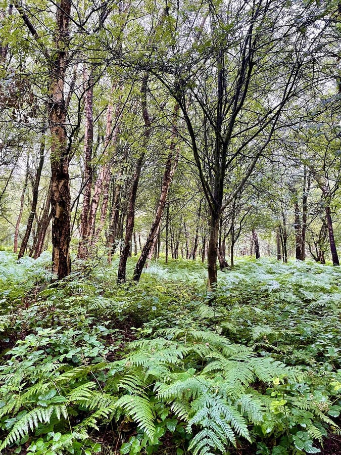 Ferns and Trees in Woodland Stock Photo - Image of blue, branch: 285914858