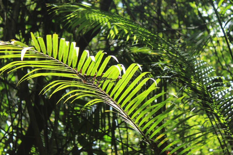 Ferns in Tropical Forests Tropical Stock Photo - Image of grass, amazes ...