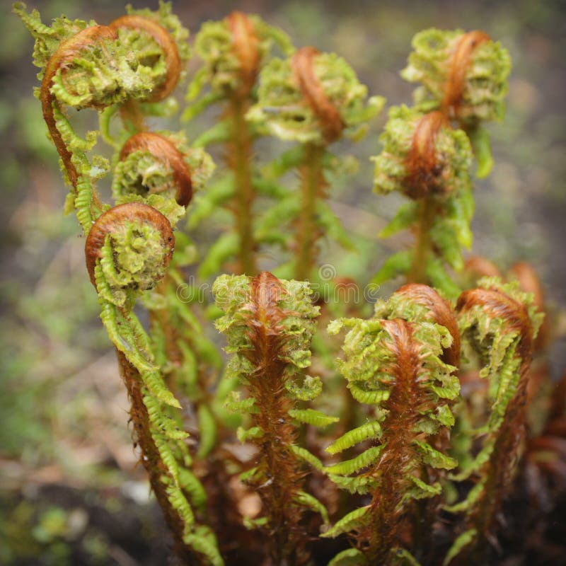 Ferns Uncurling stock photo. Image of glencoe, plants - 54037308