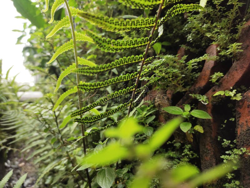 Ferns with the Under Side of the Leaves Having Spores for Reproduction ...