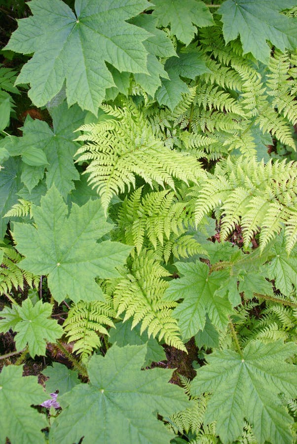 Ferns and underbrush stock image. Image of shrub, bush - 5713839