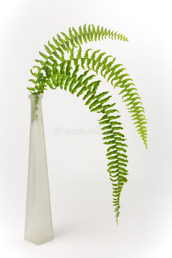 Ferns and Vase stock image. Image of green, nature, macro - 59560063