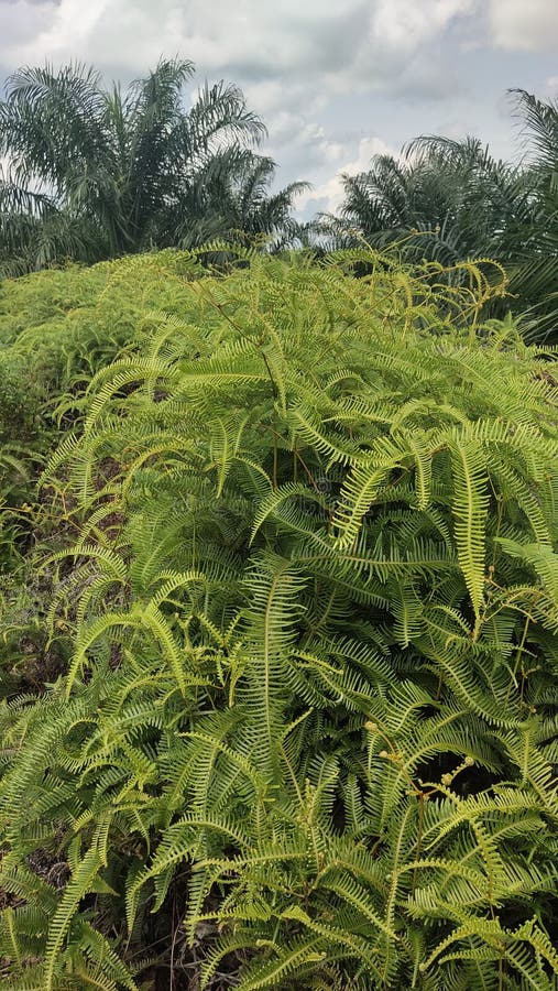 Ferns Weeds of the Oil Palm Plant Stock Image - Image of ferns, plant ...