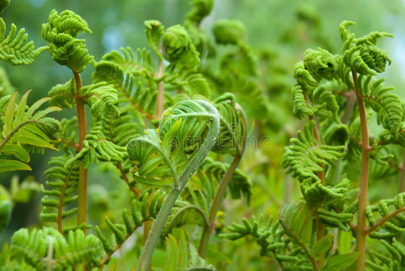 Young Still Rolled Fern Leaf in the Park Stock Photo - Image of young ...