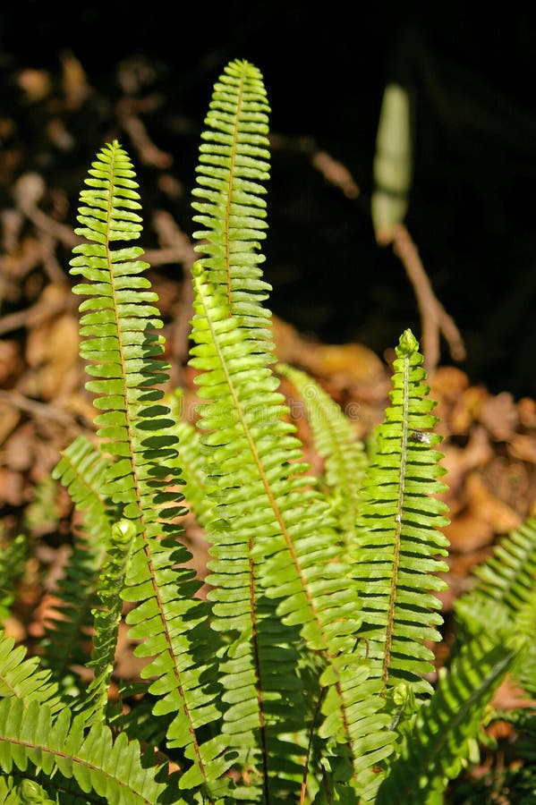 Ferny and fly stock photo. Image of beautiful, macro, ferny - 5014548