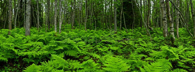 Ferny forest stock photo. Image of stump, crispness, panoramic - 5698200