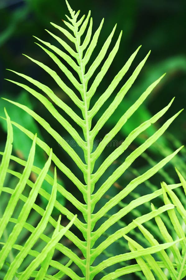 Ferny leaves stock image. Image of plantation, nature - 5947317