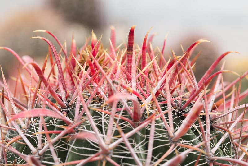 228 Ferocactus Red Stock Photos - Free & Royalty-Free Stock Photos from ...