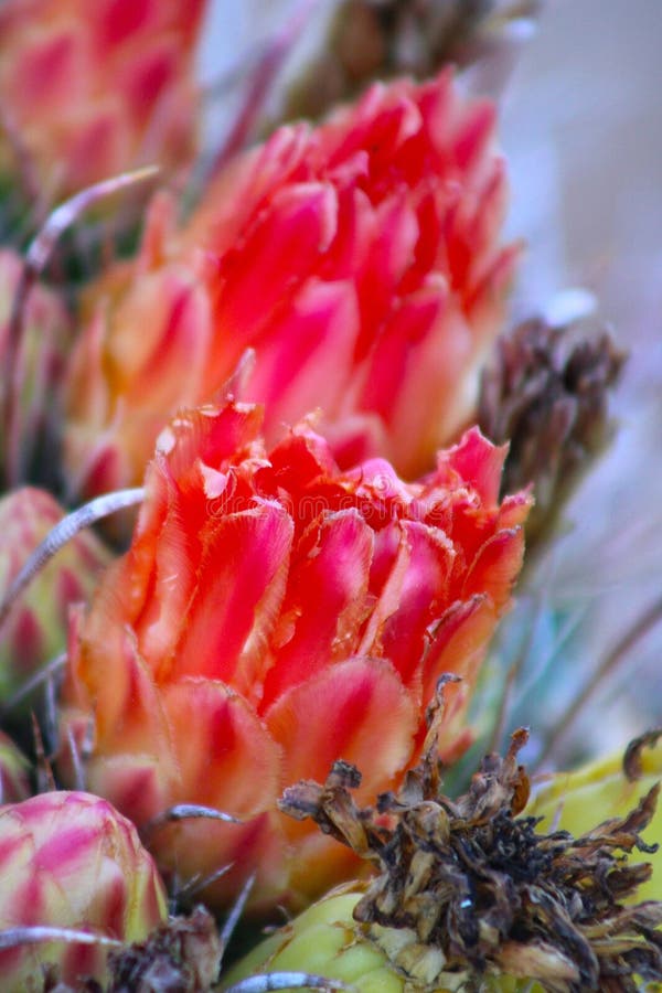 Ferocactus Wislizeni (Fishhook Barrel Cactus), a Young Plant Growing ...