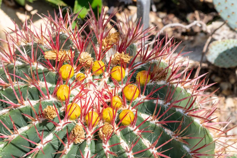 Ferocactus haematacanthus stock image. Image of natural - 277762193