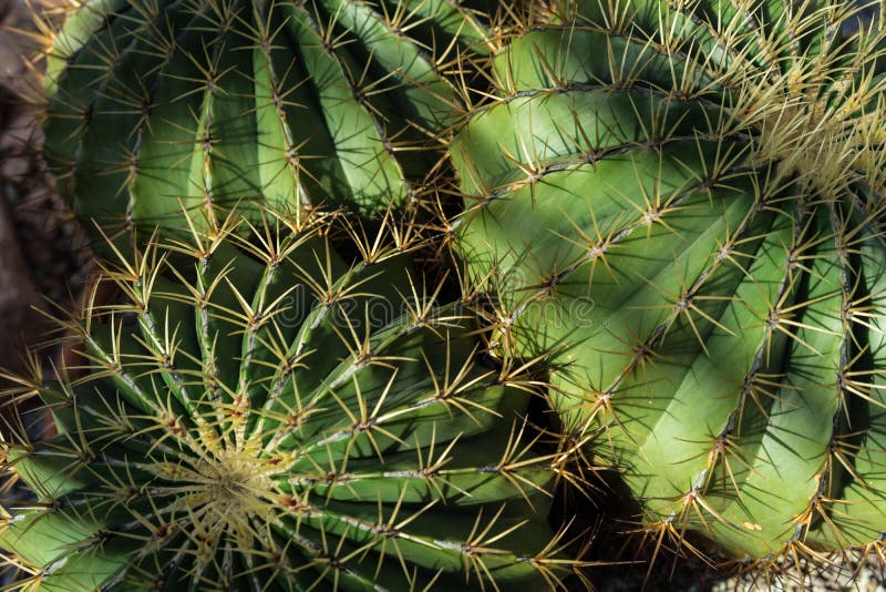 Ferocactus Histrix Cactus Plant with Shadow Stock Image - Image of ...
