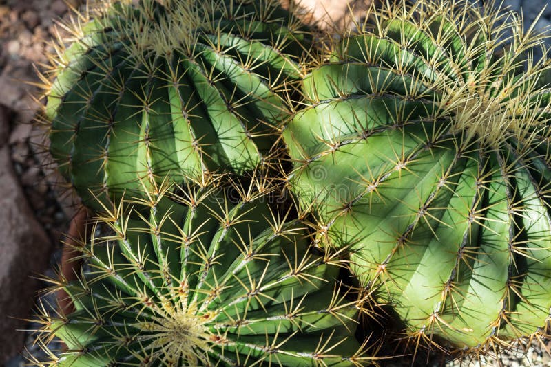 Ferocactus Histrix Cactus Plant with Shadow Stock Image - Image of ...