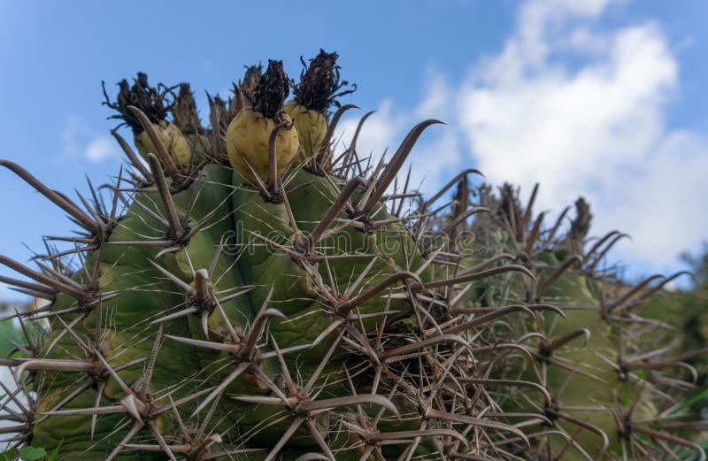 Ferocactus Latispinus,, Barrel Cactus Stock Image - Image of hobby ...