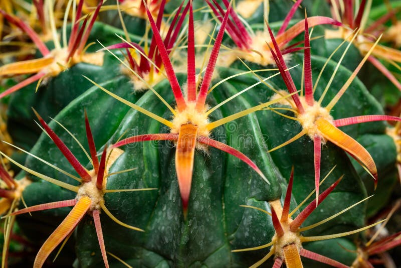 Ferocactus Latispinus - Cactus with Thick Hooked Spines in a Botanical ...