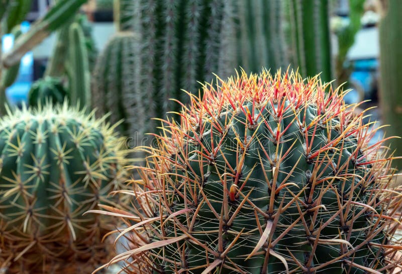 Ferocactus or Mexican Fire Barrel Cactus it Grows in the Botanical ...